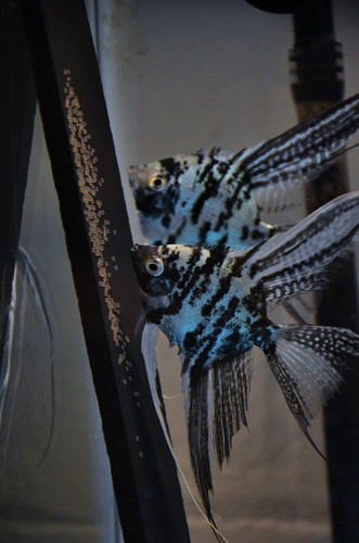 Blue Marble | Smartfishaquarium
