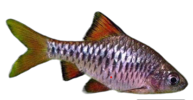 BARB: Checkerboard (imported) | Smartfishaquarium