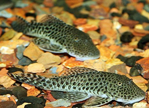 Spotted Rubbernose Pleco L-148 | Smartfishaquarium