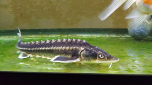White Sturgeon | Smartfishaquarium
