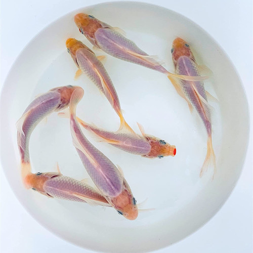 White Goldfish | Smartfishaquarium