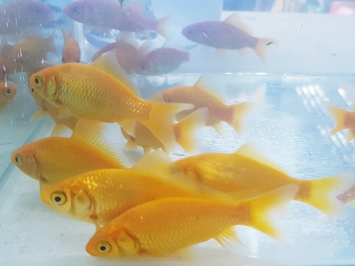 Yellow Apricot Goldfish | Smartfishaquarium