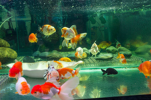 RANCHU: Assorted | Smartfishaquarium