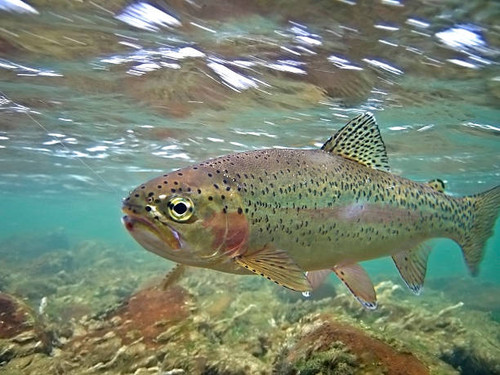 Rainbow Trout | Smartfishaquarium
