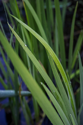 BAREROOT: ACORUS Japanese Green Sweet Flag | Smartfishaquarium