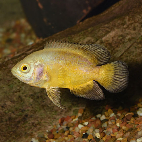 Albino Lemon Oscar | Smartfishaquarium