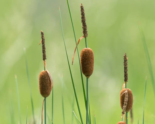 DWARF CATTAIL | Smartfishaquarium