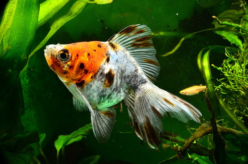 Calico Fantail | Smartfishaquarium