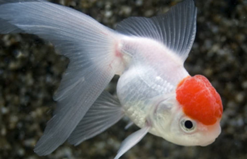 Assorted Oranda | Smartfishaquarium