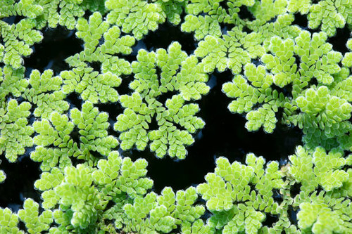 FLOAT: Azolla Fern (SOLD BY 1oz) | Smartfishaquarium