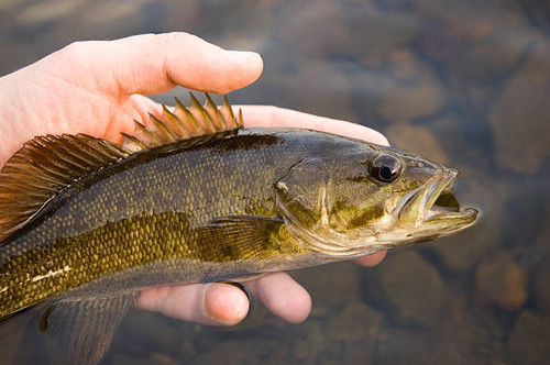 Smallmouth Bass | Smartfishaquarium