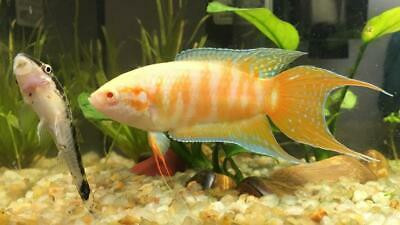 Albino Paradise Gourami | Smartfishaquarium