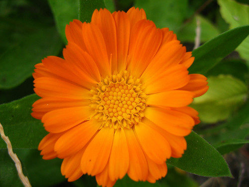 Calendula Seeds - Calendula officinalis | Trifecta Botanicals
