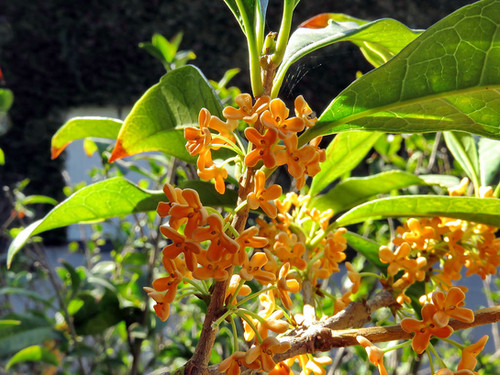 Osmanthus Seeds - Osmanthus fragrans | Trifecta Botanicals