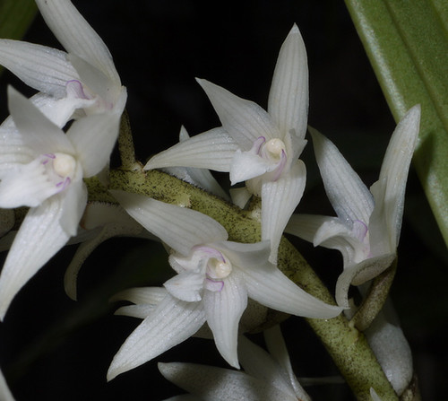 Eria javanica | fariaorchids