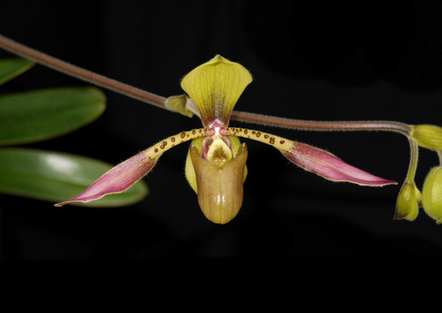 Paphiopedilum lowii | fariaorchids