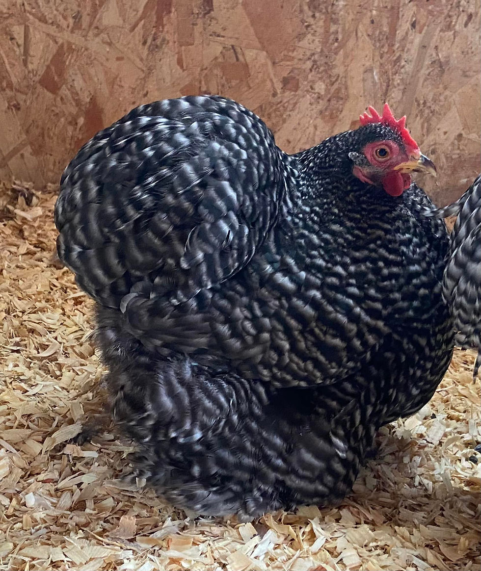 OUR BREEDING PROGRAM | Luckylittlecluckers