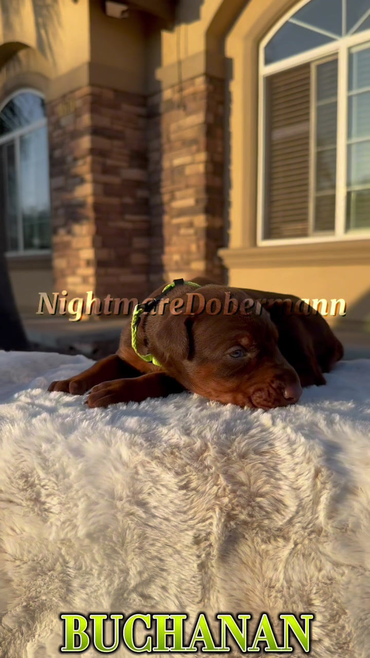 PUPPIES | Nightmare-Dobermann