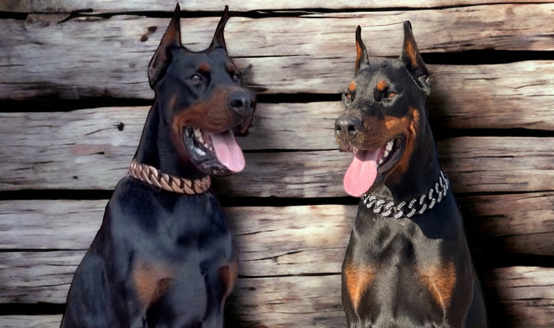Nightmare-dobermann | New Born Puppies