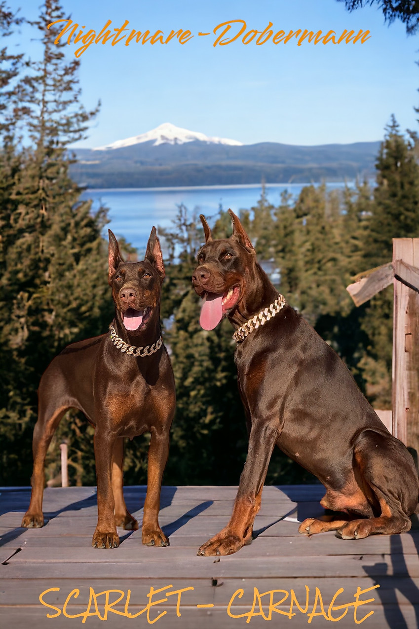 Nightmare-dobermann | New Born Puppies