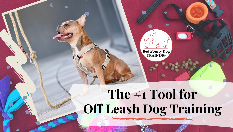 The #1 Tool for Off Leash Dog Training