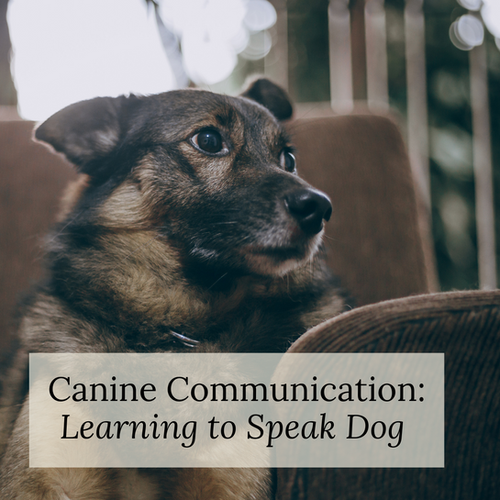 Canine Communication: Learning to Speak Dog, Webinar Recording ...