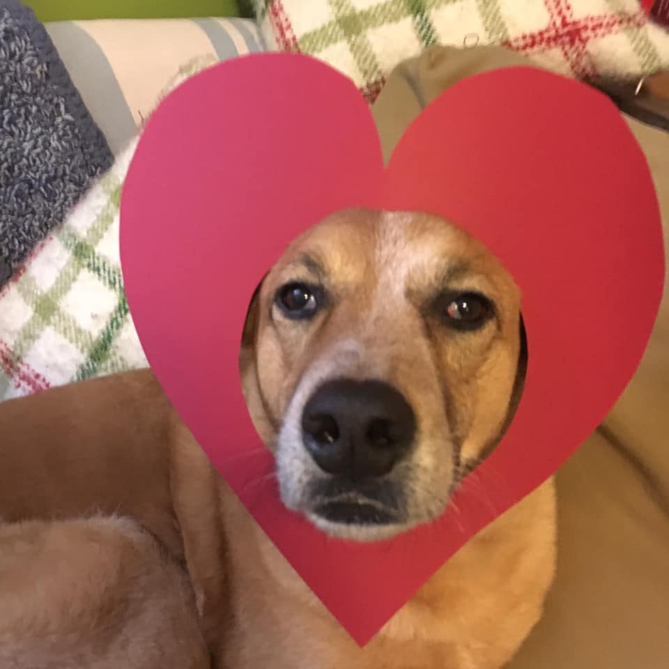 How Dogs Show Affection: A Guide to Understanding Your Pup’s Love Language