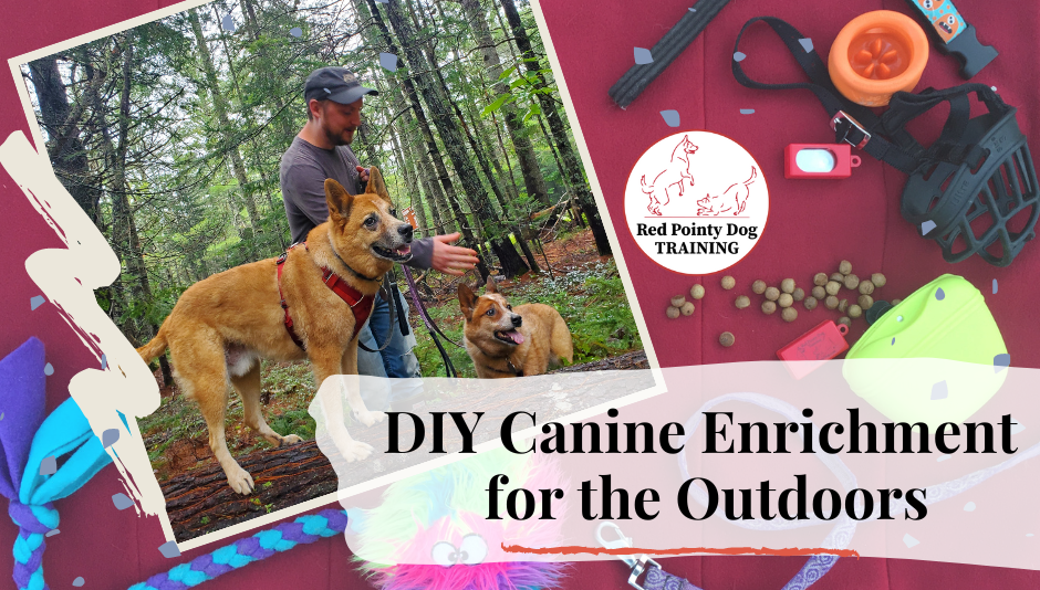 DIY Canine Enrichment for the Outdoors