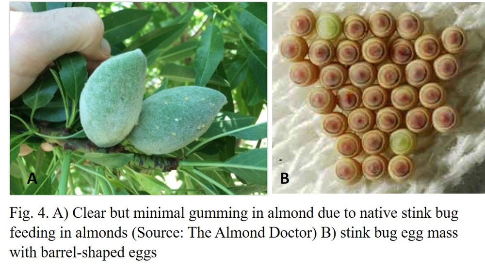 Plant and Stink Bugs of Almond Orchard