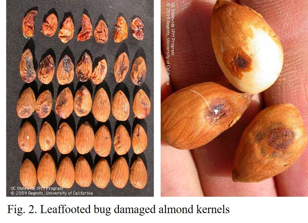 Plant and Stink Bugs of Almond Orchard