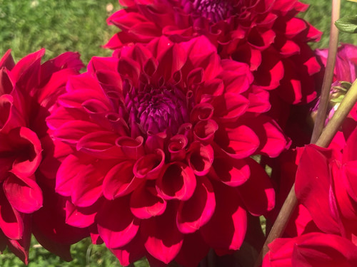 Formby Empress Dahlia Tuber | Seed to Stem