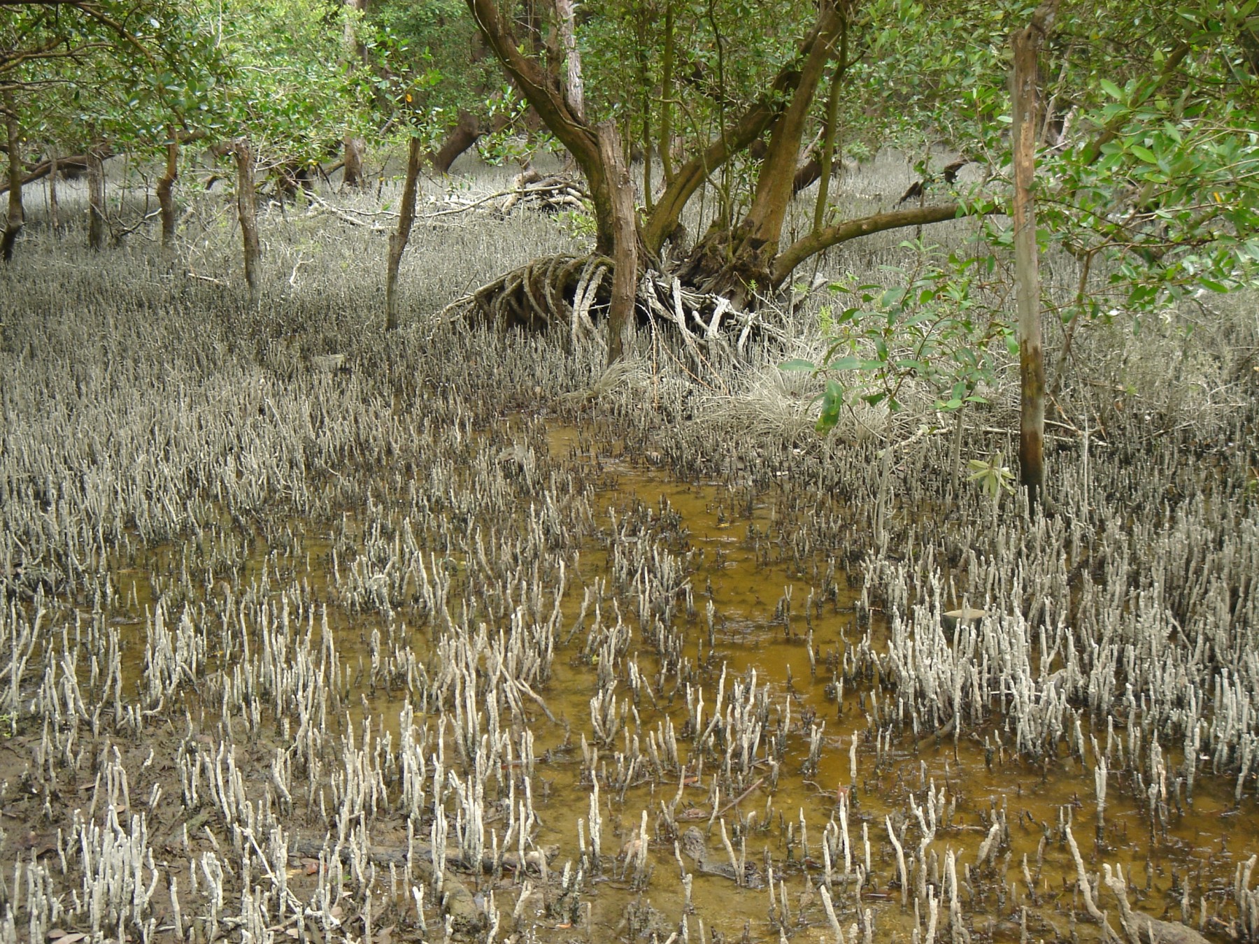 La costa y los manglares | cienagasyhumedales