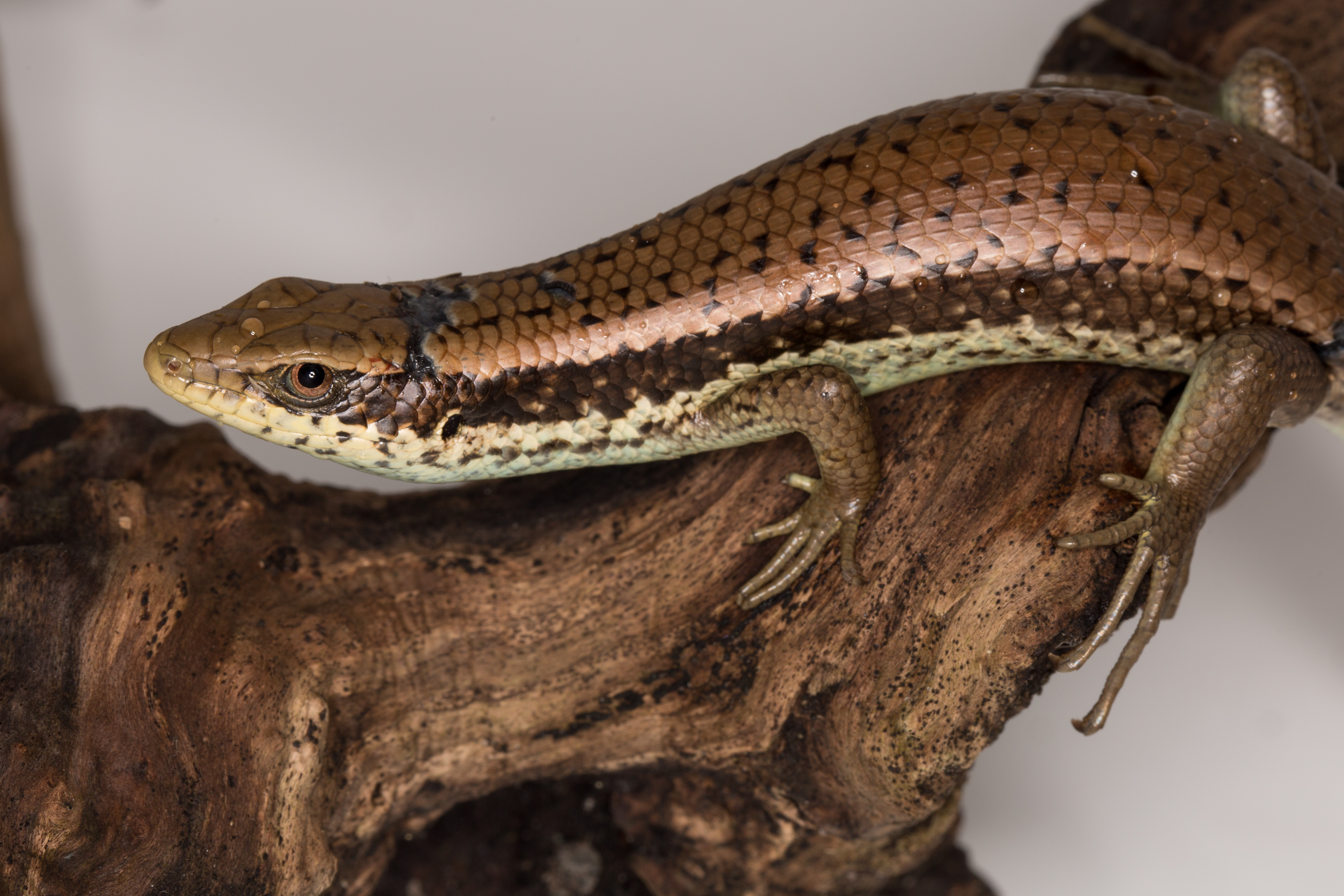 The long tailed Skink | Nature & Wildlife | WildCreatures Hong Kong