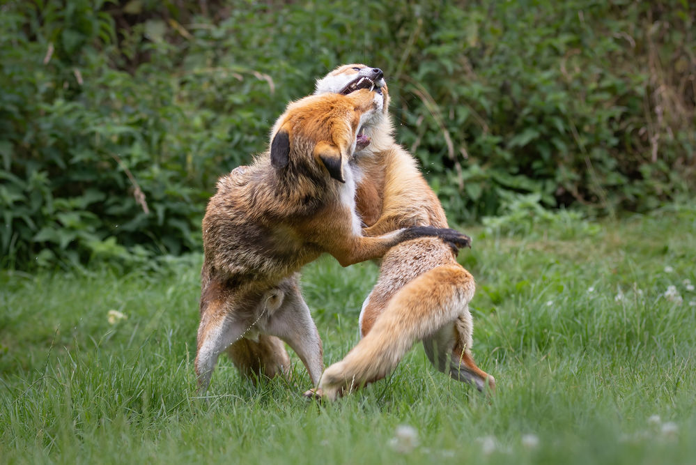 fighting foxes