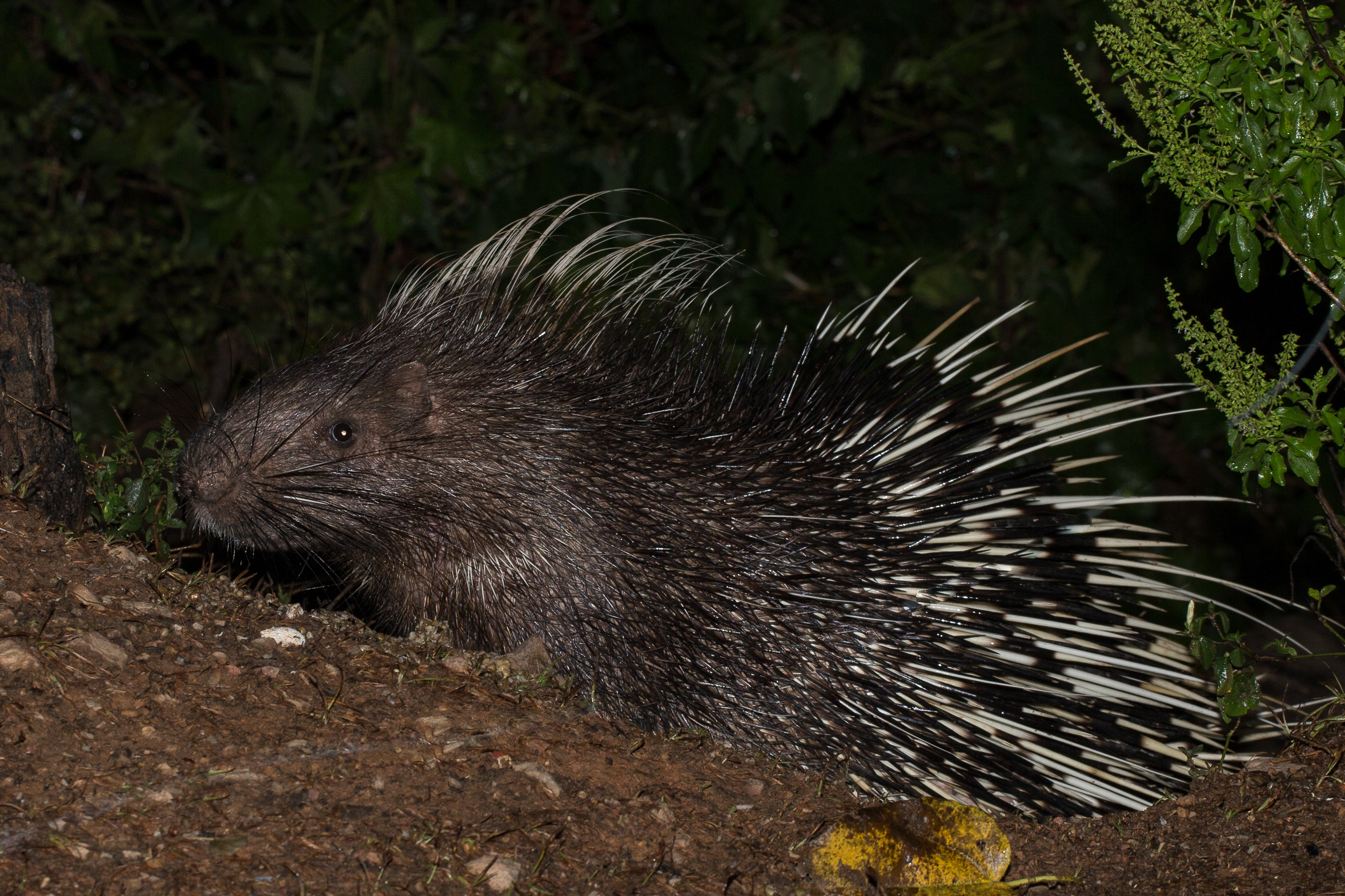 Mammals: Porcupine | Nature & Wildlife | WildCreatures Hong Kong