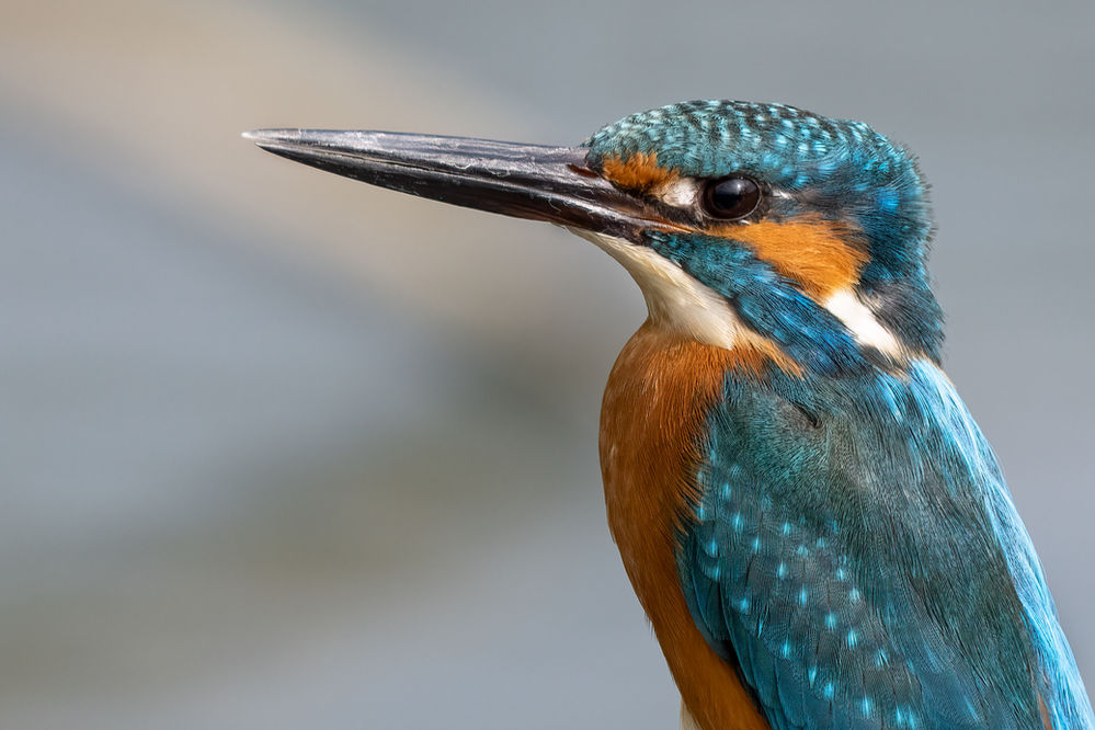 THE COMMON KINGFISHER