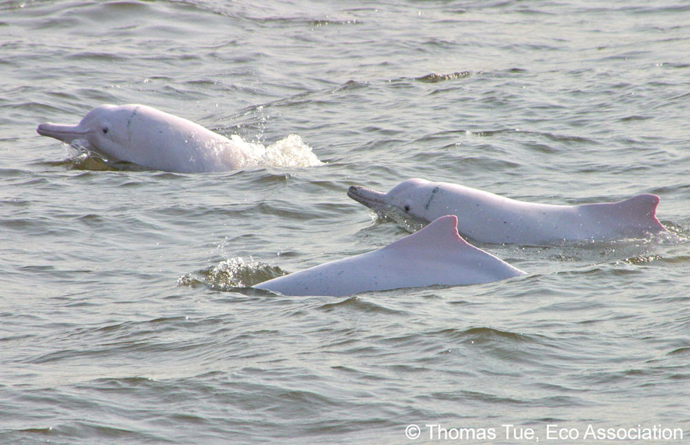 The Chinese white dolphin (Sousa chinensis; Chinese: 中華白海豚; pinyin ...