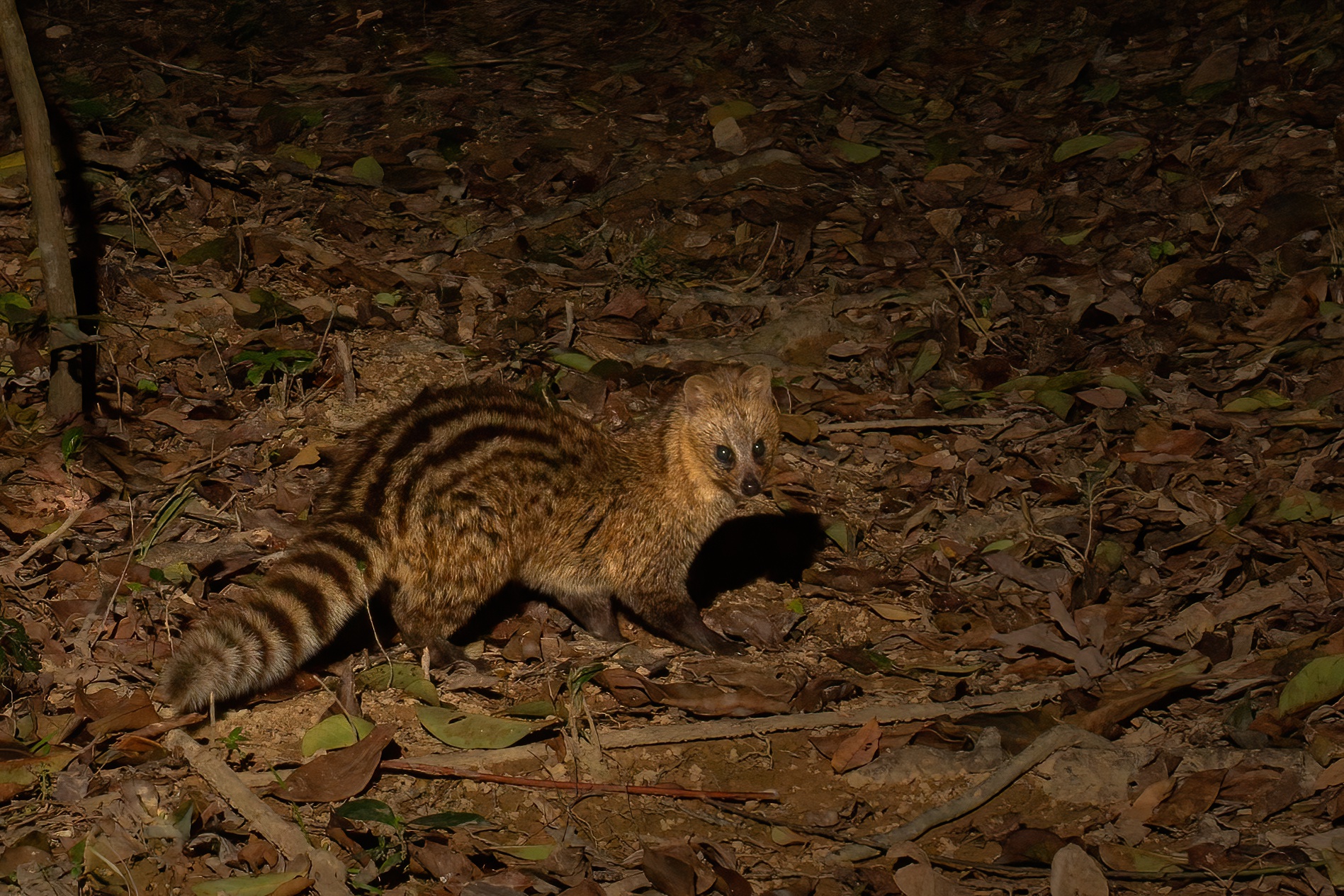 SMALL INDIAN CIVET (Viverricula indica taivana)