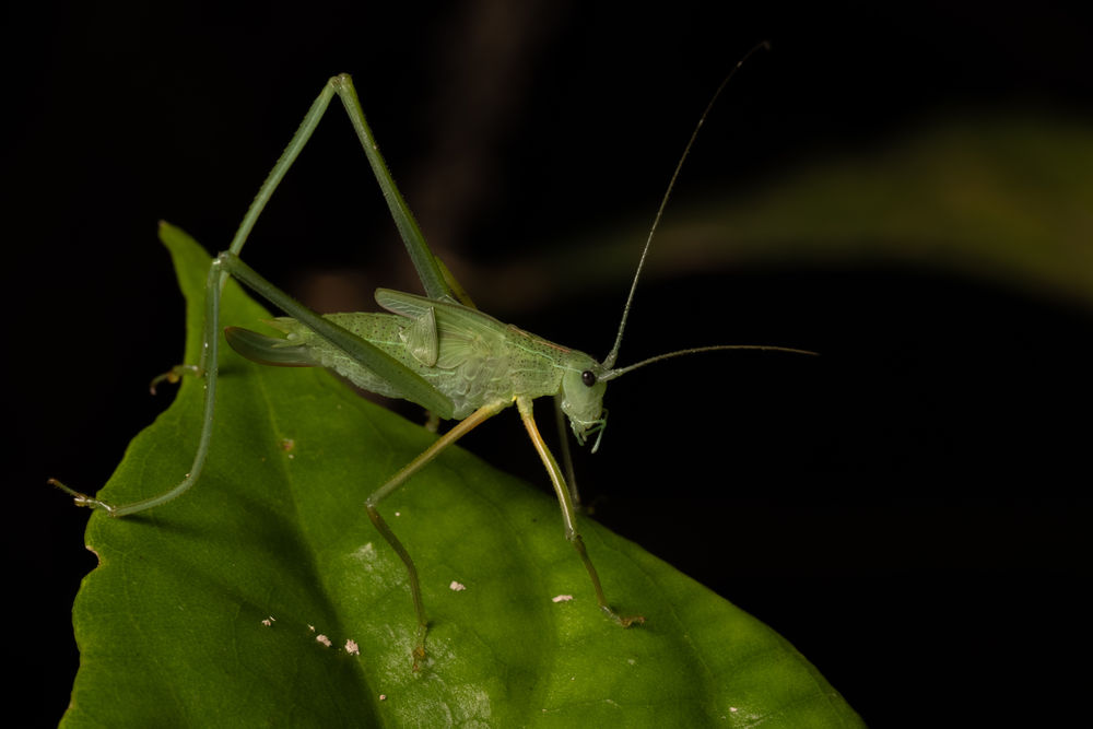 KATYDIDS