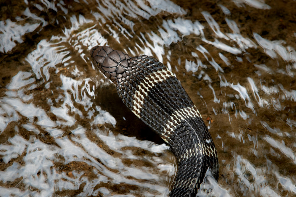 The king cobra in Hong Kong