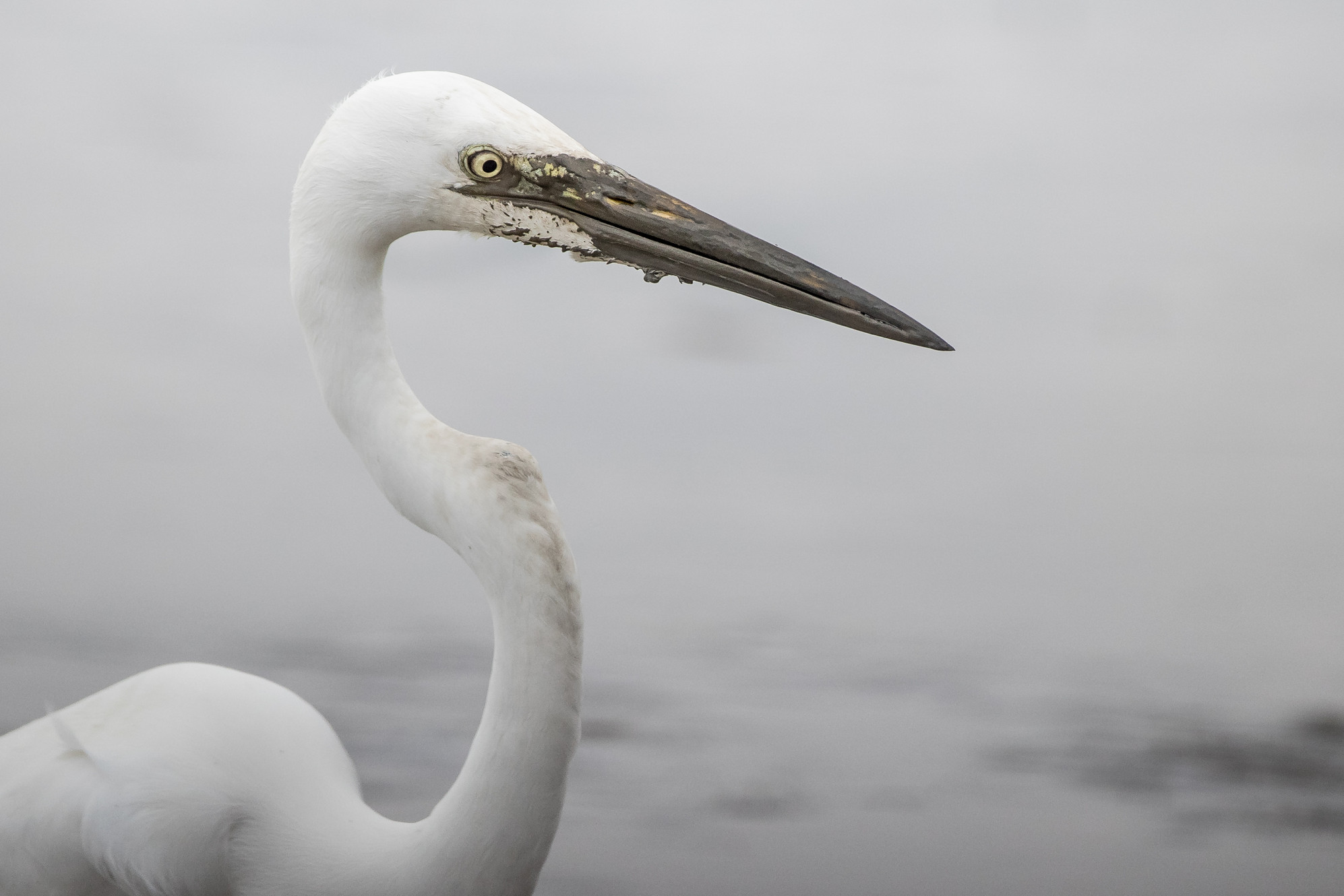 The great egret