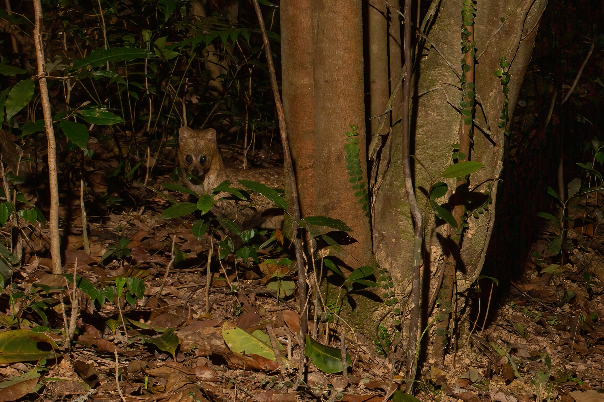 SMALL INDIAN CIVET (Viverricula indica taivana)