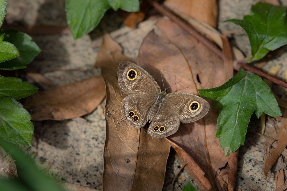 Common Five Ring (Ypthima baldus newboldi)