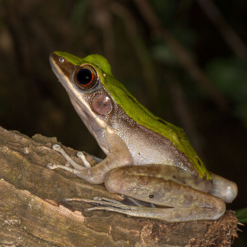 The Green cascade frog