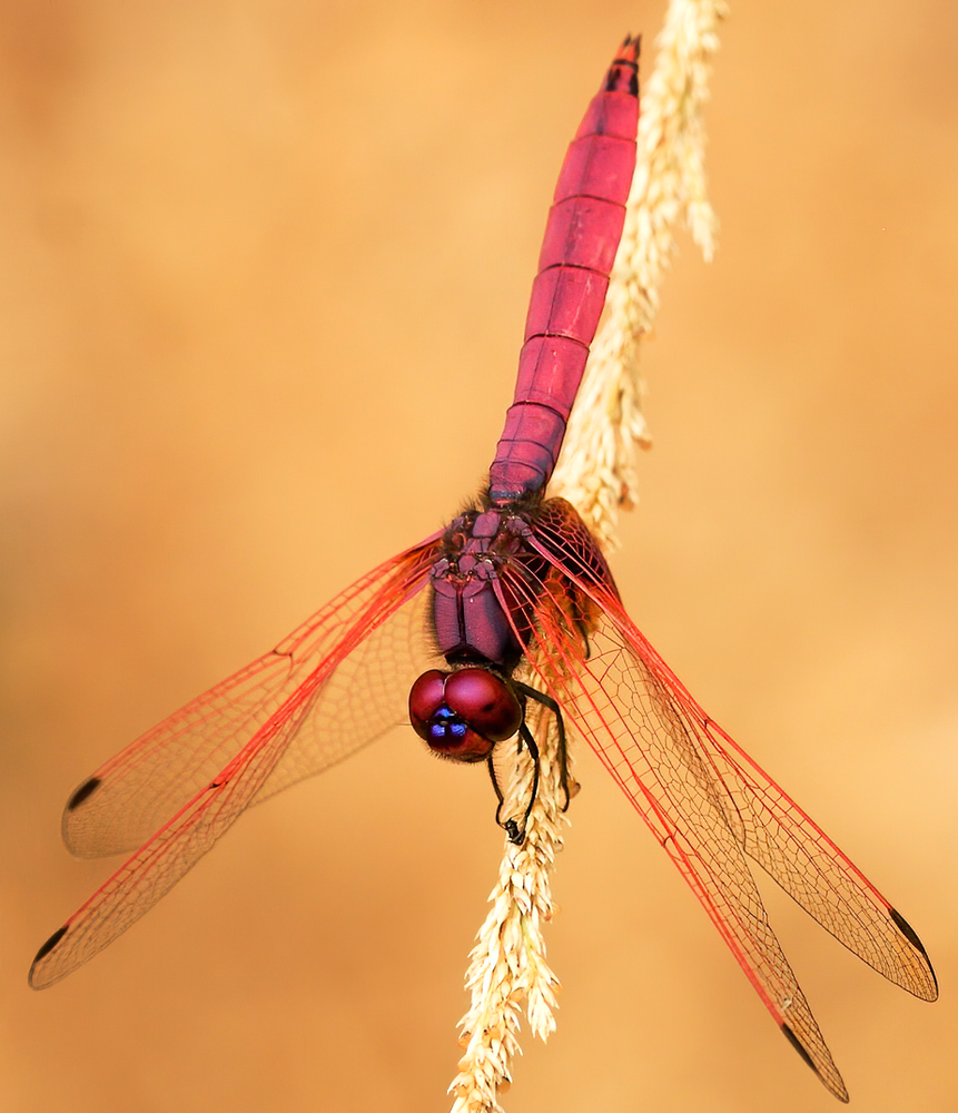 Dragonflies