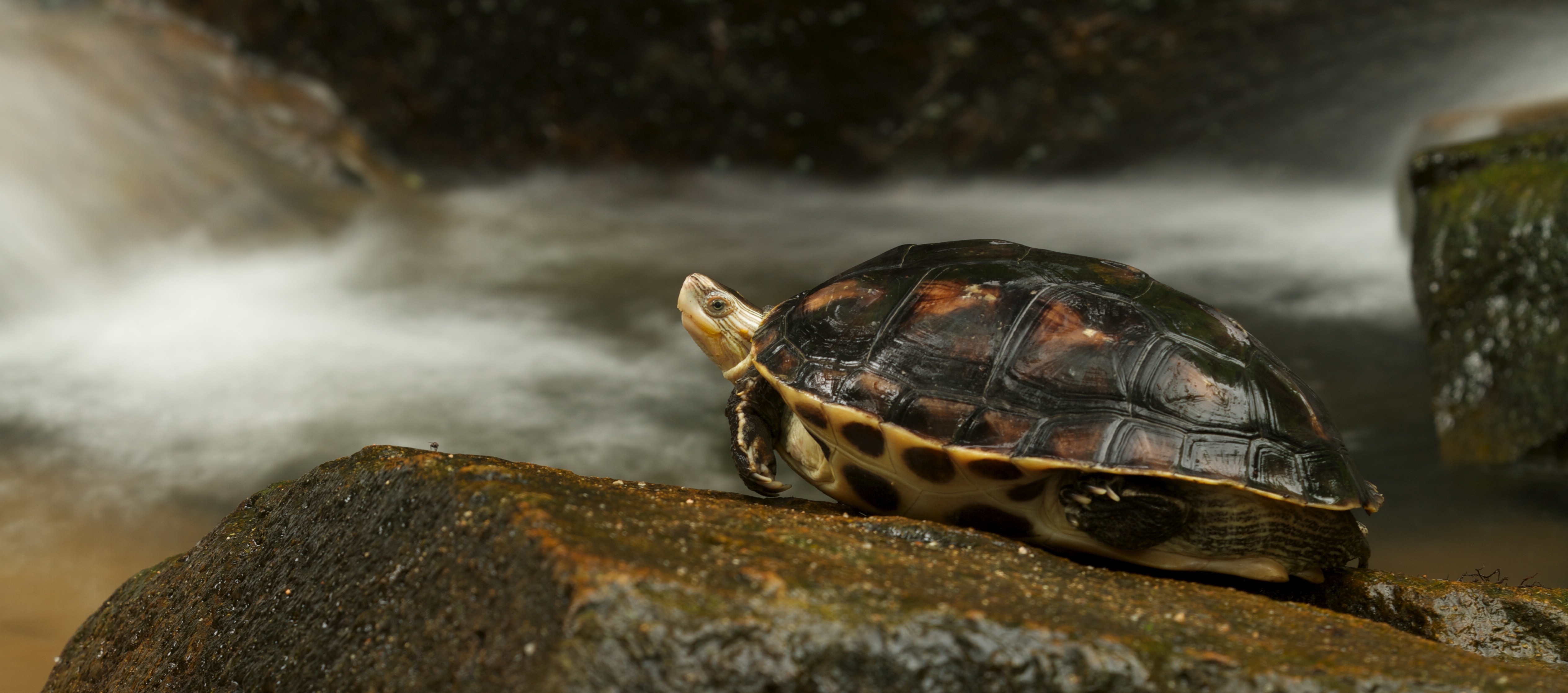 Turtle near a waterfall. | Nature & Wildlife | WildCreatures Hong Kong