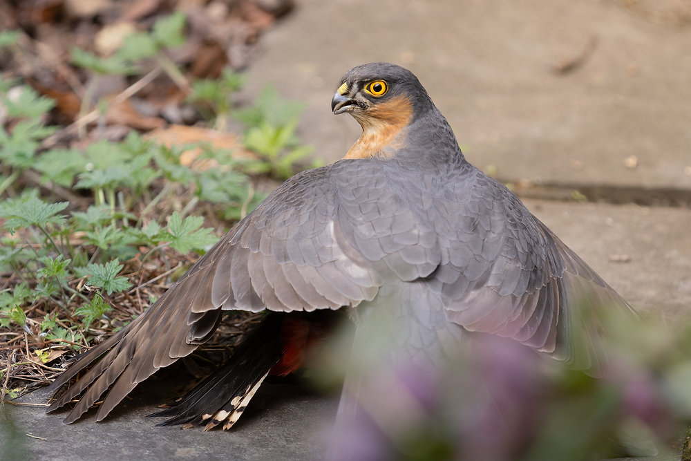 2 days of sparrowhawks....