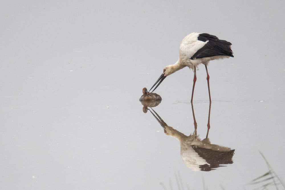 Oriental Stork and a duck