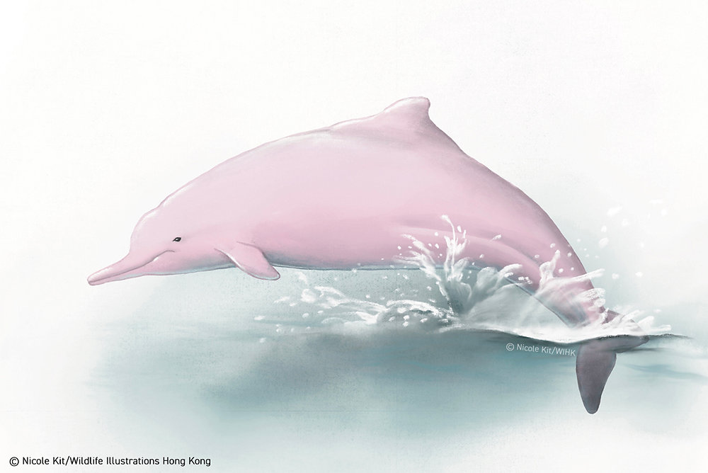 A marine mammal..the Chinese white dolphin (Sousa chinensis); 中華白海豚.