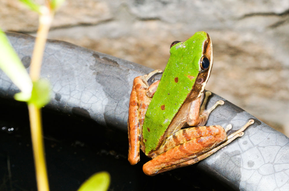 Not a Hong Kong cascade frog....
